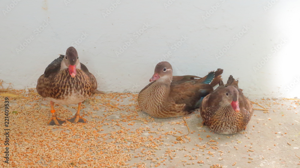Familia de 3 patos domésticos en una granja y alrededor el pienso de su ...