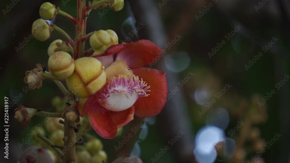 Flowers of Shorea robusta also known as sal, sakhua or shala tree. This ...