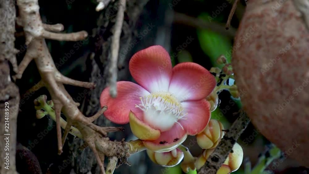 Flowers of Shorea robusta also known as sal, sakhua or shala tree. This ...
