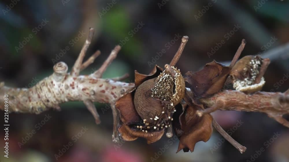 Dead flowers of Shorea robusta also known as sal, sakhua or shala tree ...