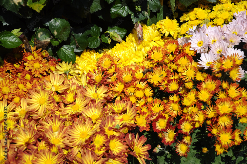 Various species of chrysanthemum flowers planted and grows in the Royal ...