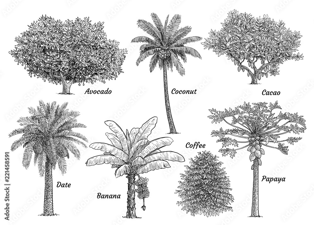 Tropical fruit tree collection, illustration, drawing, engraving, ink ...