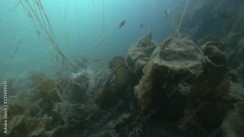 Cuckoo wrasse (Labrus mixtus) and Goldsinny wrasse (Ctenolabrus ...