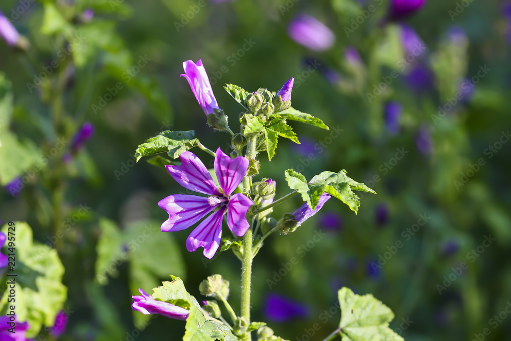 Wilde Malve, Malva silvestris, Blüte, Bayern, Deutschland, Europa Stock ...