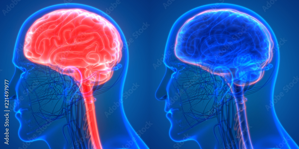 Human Brain with Circulatory System Anatomy Stock Illustration | Adobe ...