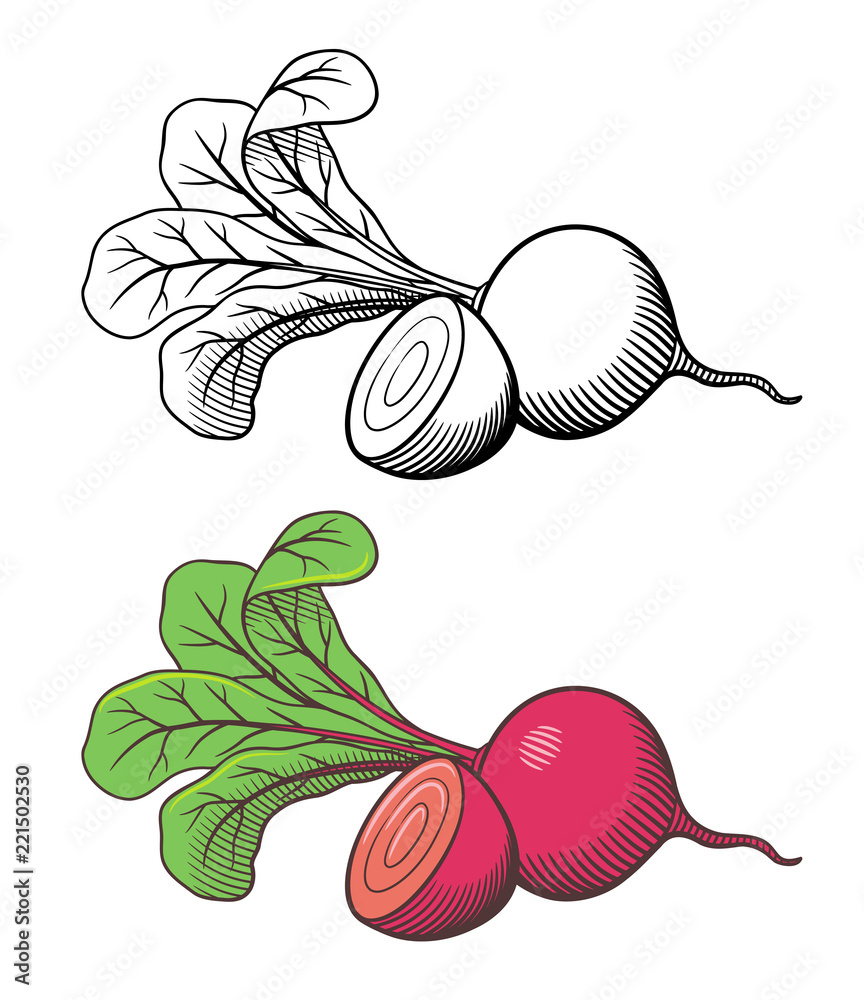 Vector hand drawn stylized illustration of beetroot. Whole vegetable ...