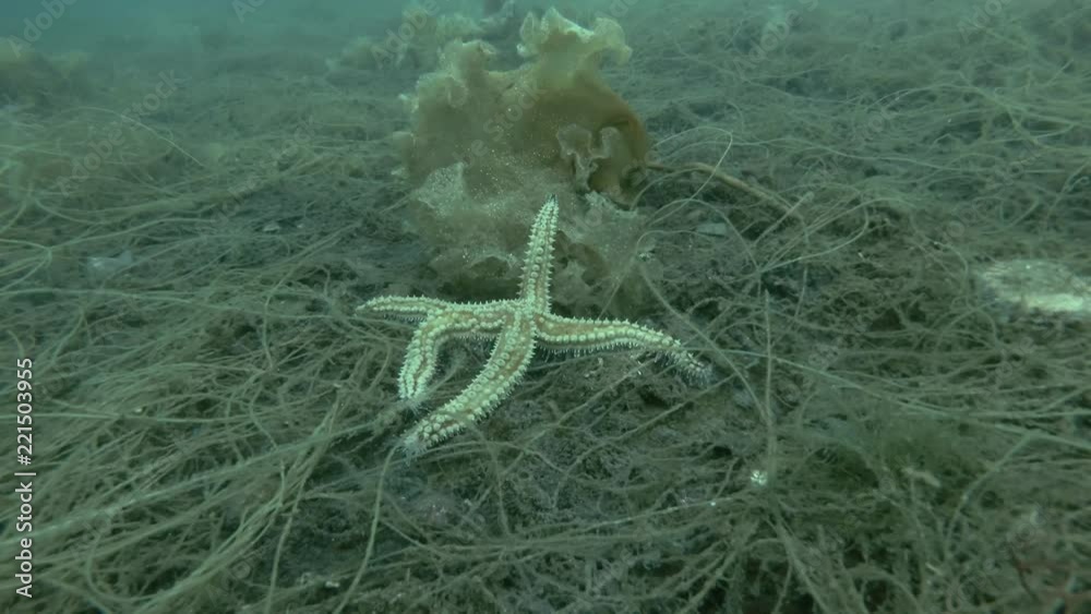 Spiny Starfish (Marthasterias glacialis) creeps along the brown algae ...