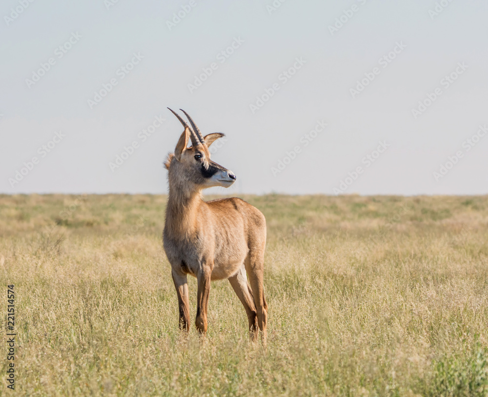 Roan Antelope Stock Photo | Adobe Stock
