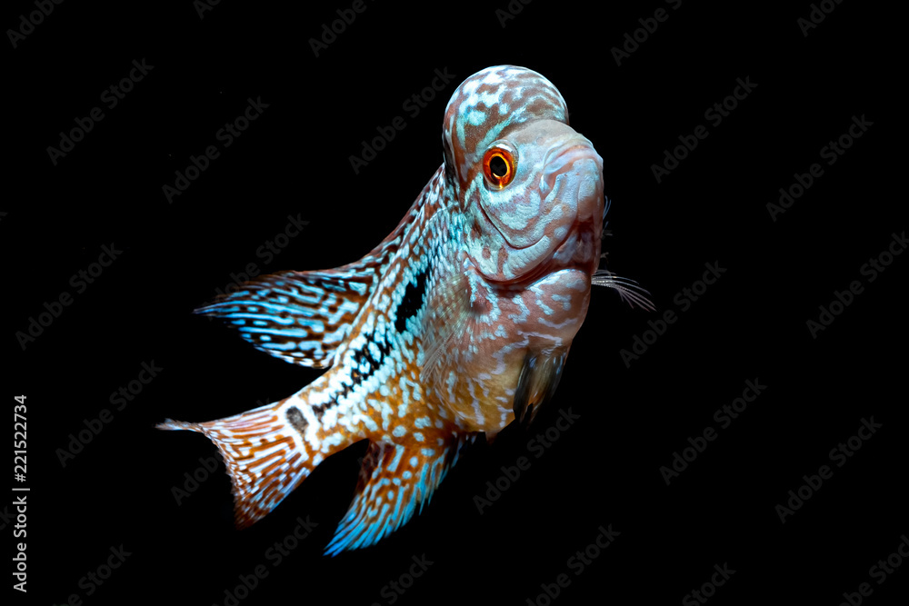 Cichlids kingkamfa in the aquarium Stock Photo | Adobe Stock