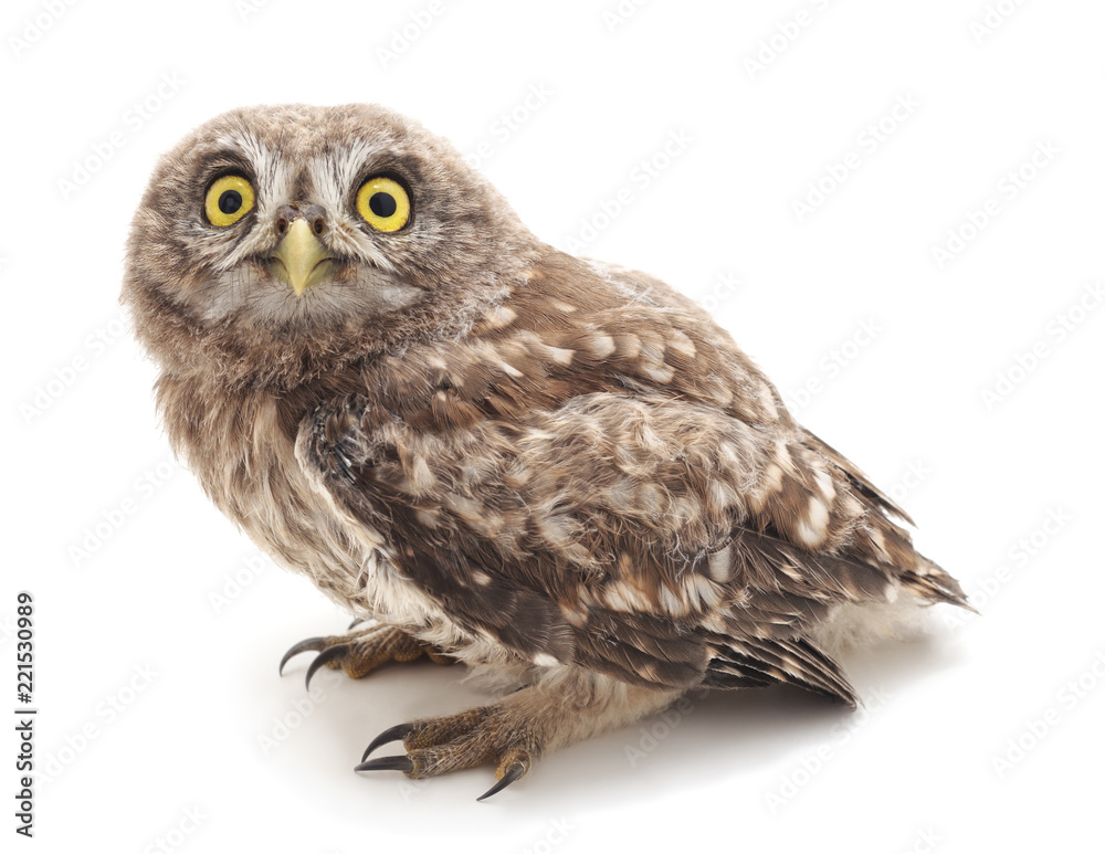 One small owl. Stock Photo | Adobe Stock