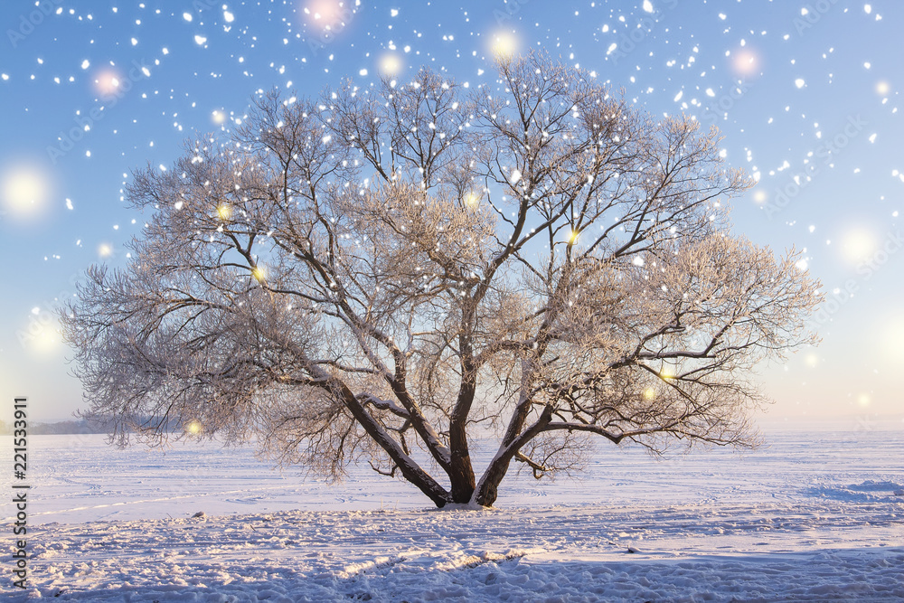 Beautiful Snow Scenes