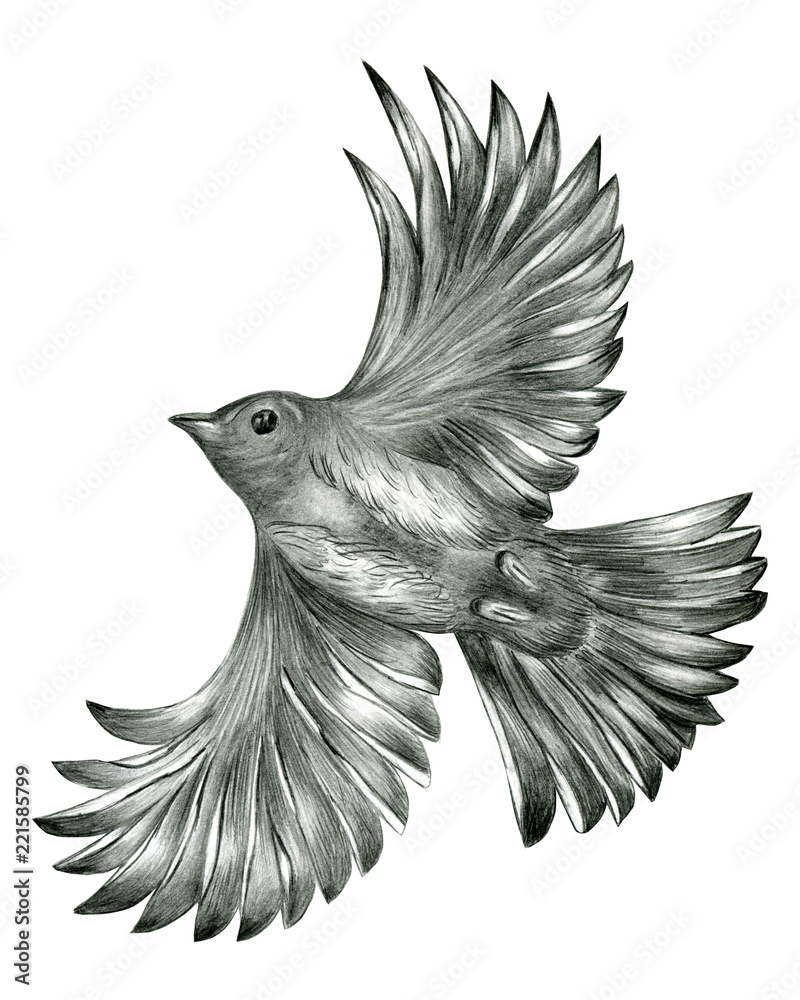 ภาพประกอบสต็อก A flying bird on a white background. An exotic fauna ...