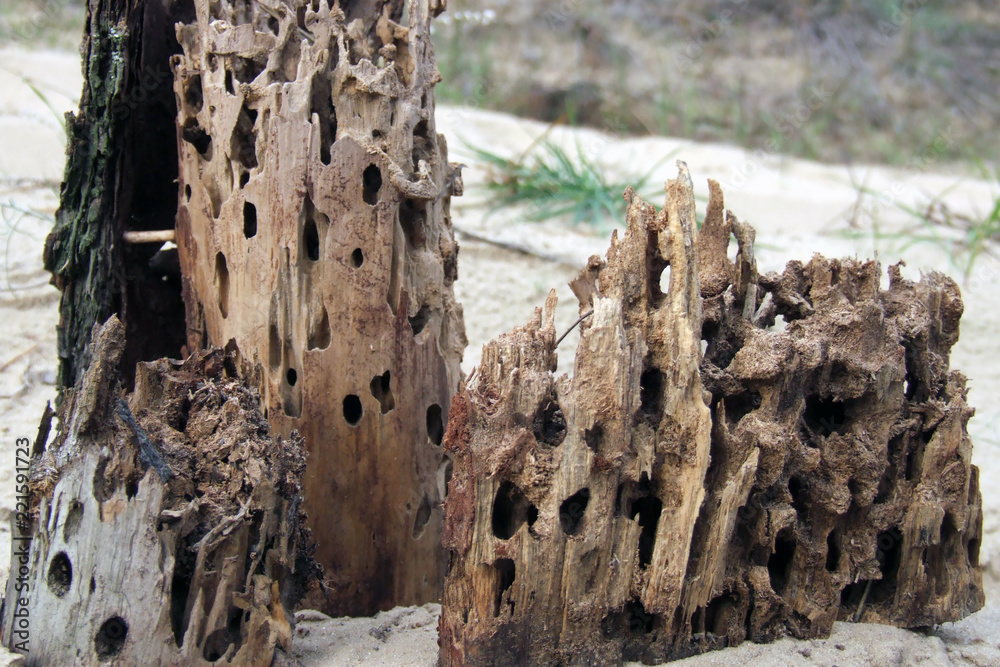The wood door with termites damage. Close up of wooden texture ...