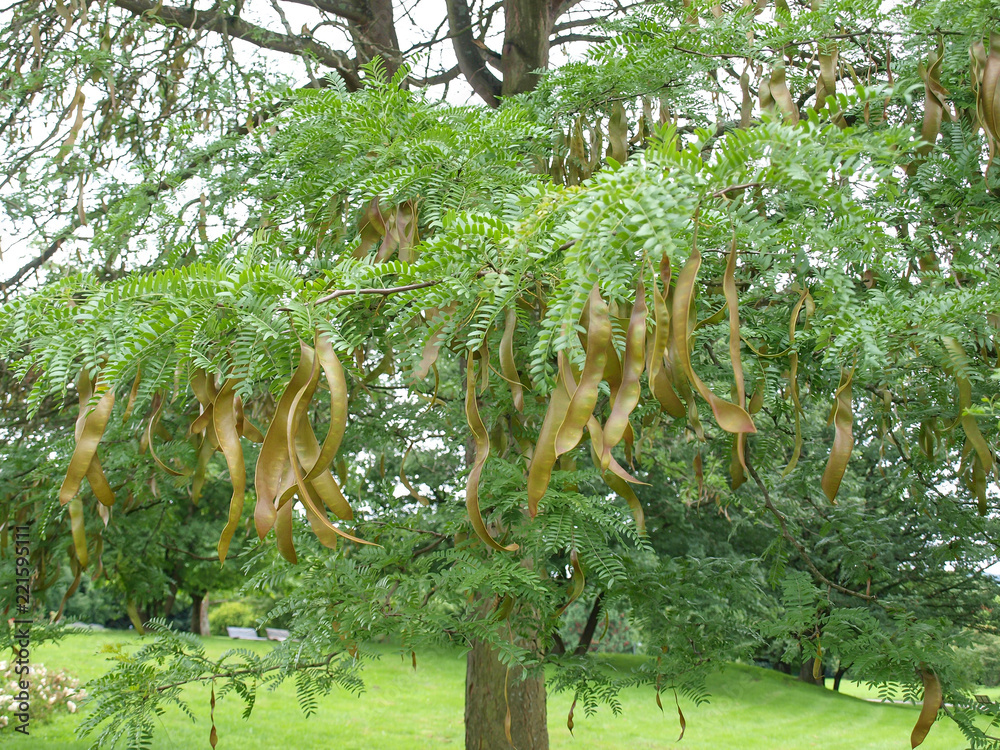 Gleditsia triacanthos. Le févier d'Amérique ou févier épineux, un grand ...