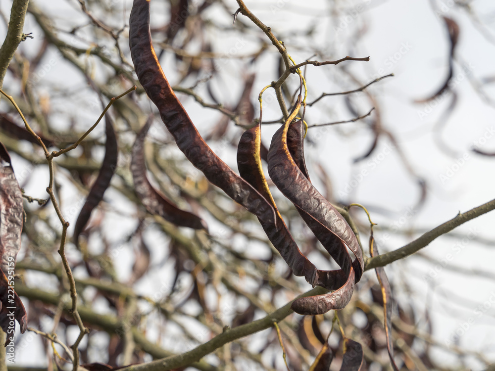 Gleditsia triacanthos. Le févier d'Amérique ou févier épineux, un grand ...