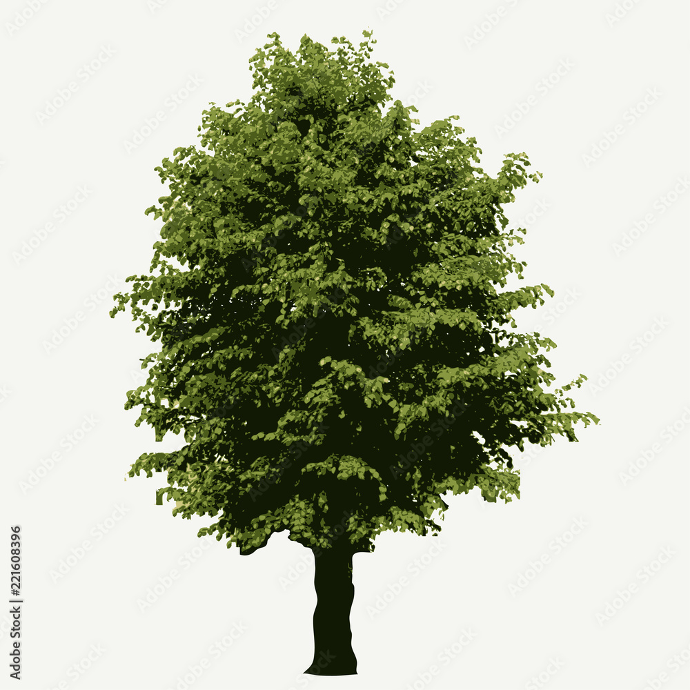 linden tree Stock Vector | Adobe Stock
