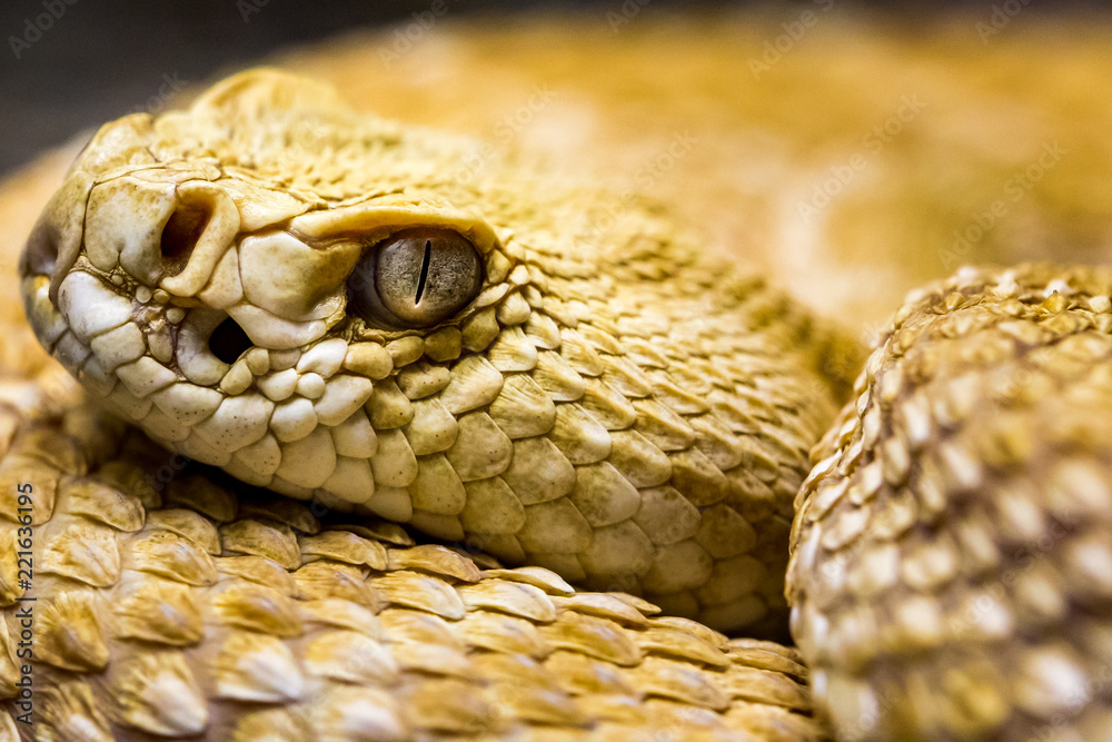 Albino Eastern Diamondback Rattlesnake