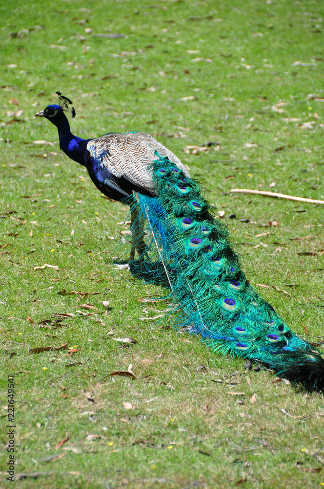 Peacock close up Stock Photo | Adobe Stock