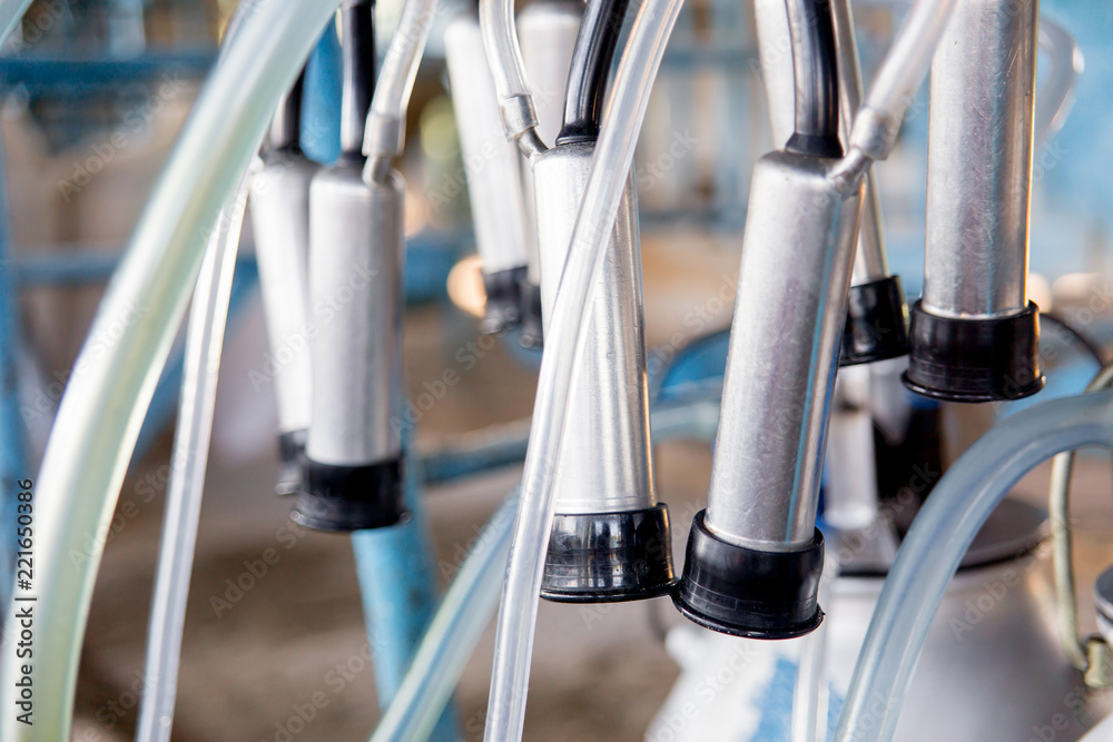 Cow milking facility and mechanized milking equipment. dairy farm Stock ...