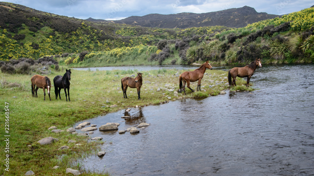 Wild horses by the river in the Kaimanawa mountain ranges with yellow ...