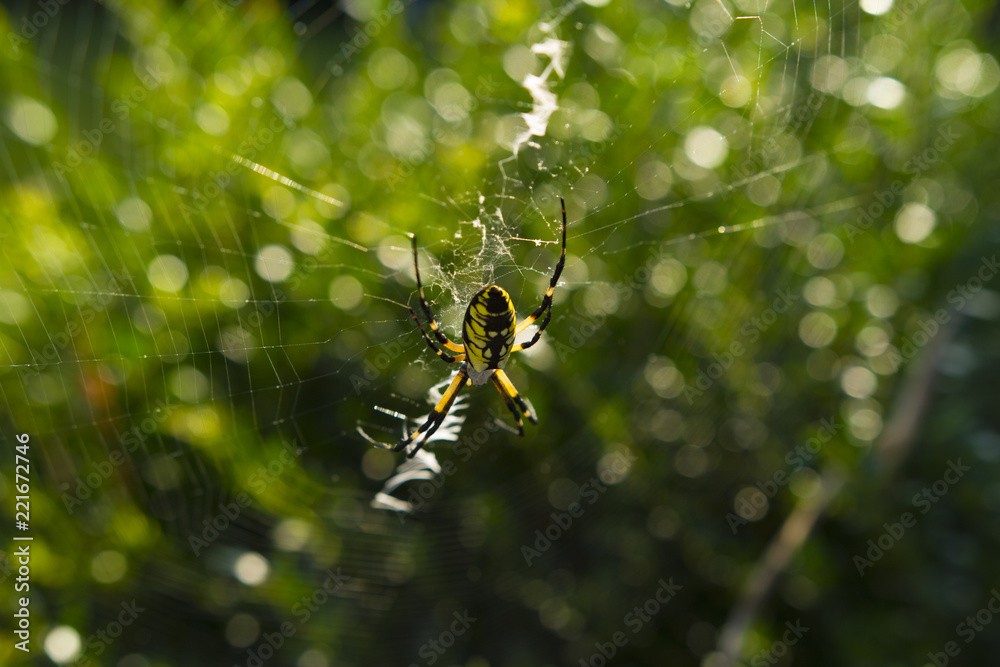 Large Orb Weaving Spider, Yellow And Black Garden Spider Stock Photo ...