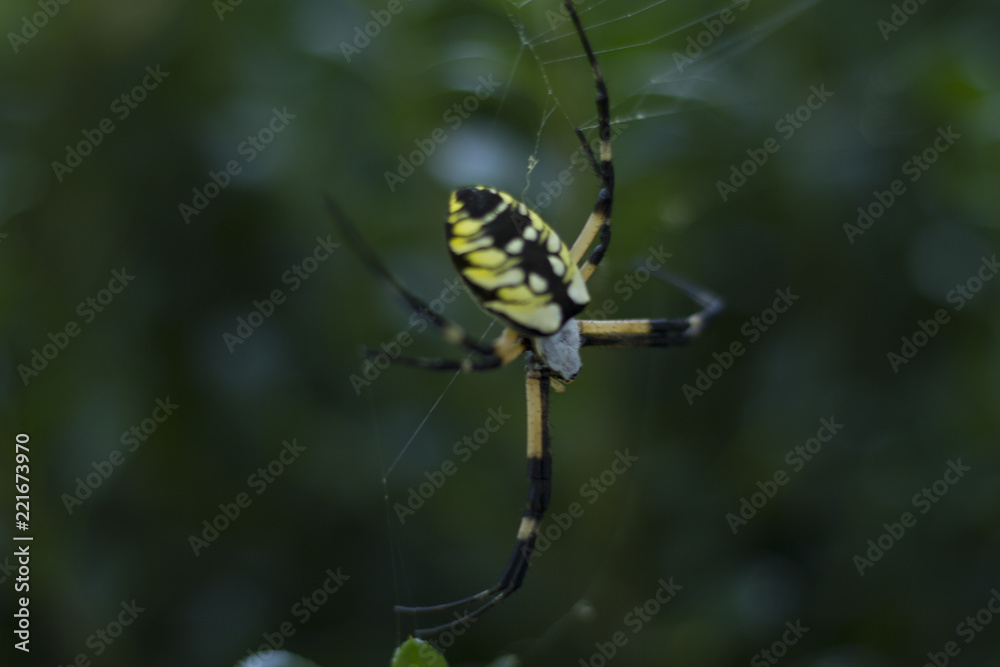 Foto de Large Orb Weaving Spider, Yellow And Black Garden Spider do ...