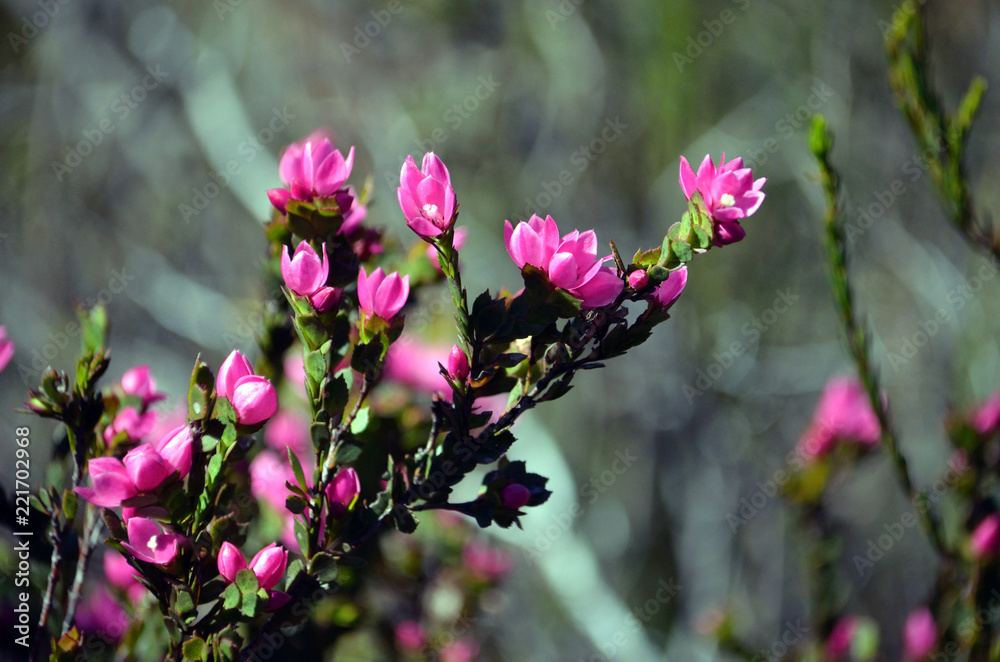 Deep pink flowers of the Australian Native Rose, Boronia serrulata ...