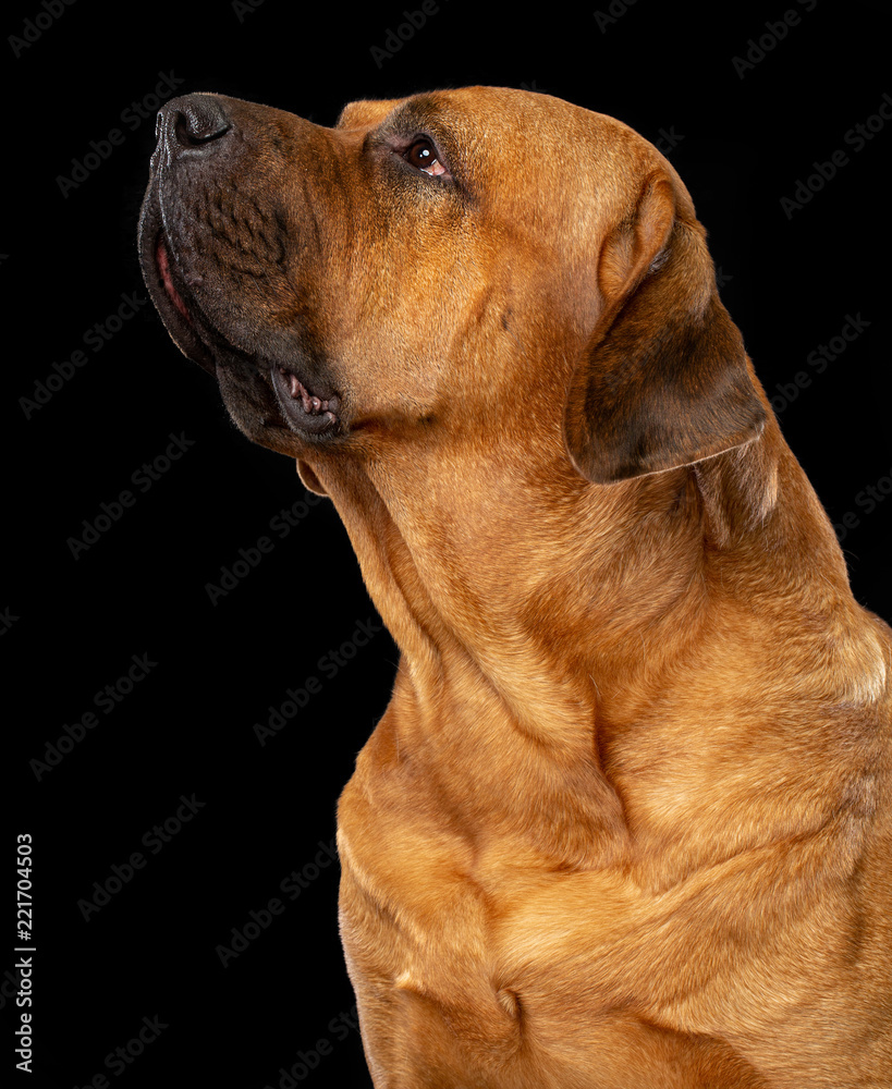 Tosa-inu Dog Isolated on Black Background in studio Stock Photo | Adobe ...