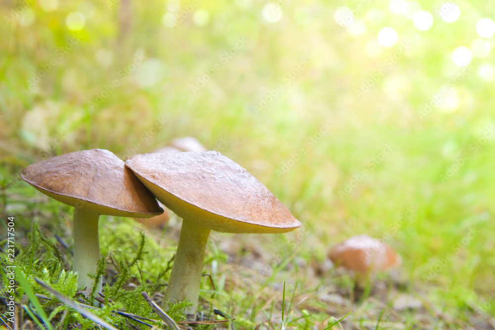 Three bolete fungus ( suilus luteus) growing together in the forest ...