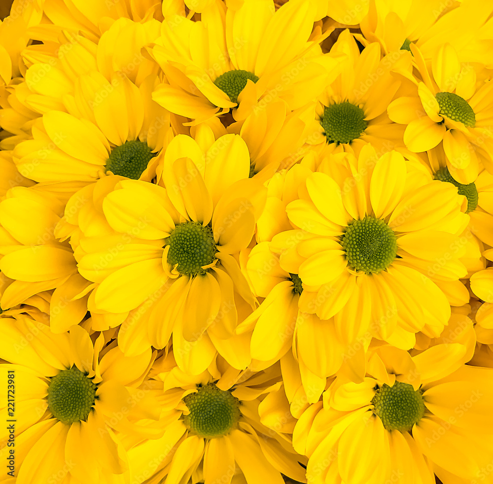 Bright Yellow Flowers