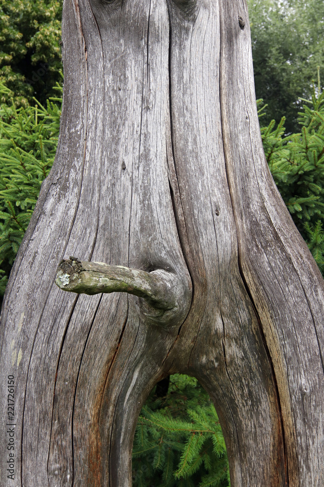 Erection - bizarrely shaped tree branch looking like a phallus Stock Photo | Adobe Stock