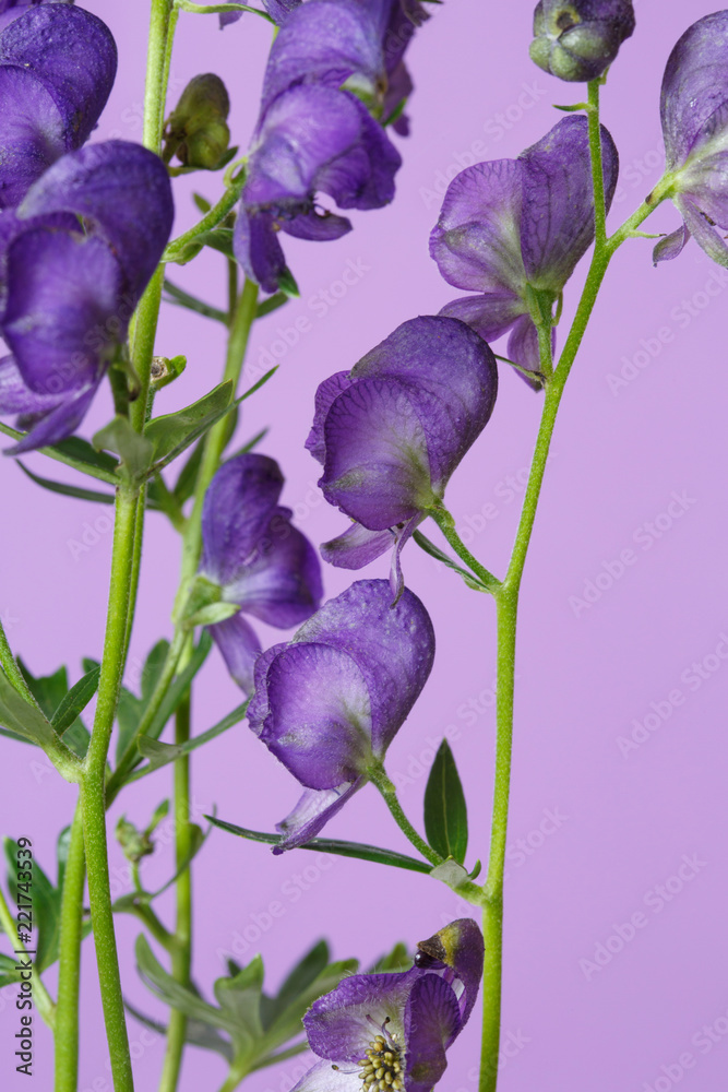 Floral wallpaper of flowers of aconite isolated on a lilac background ...