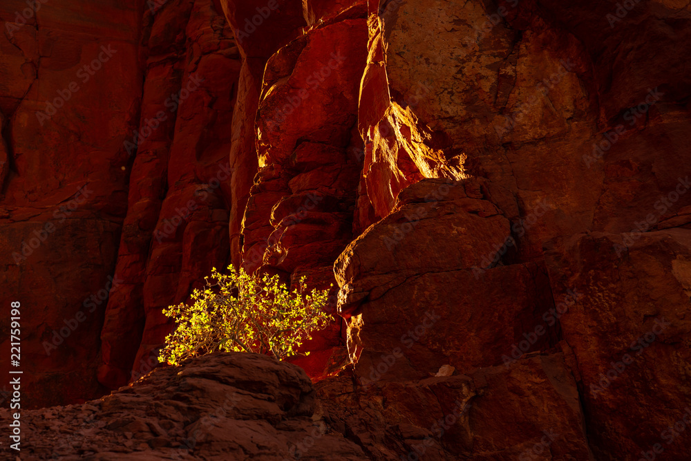 Burning bush Stock Photo | Adobe Stock