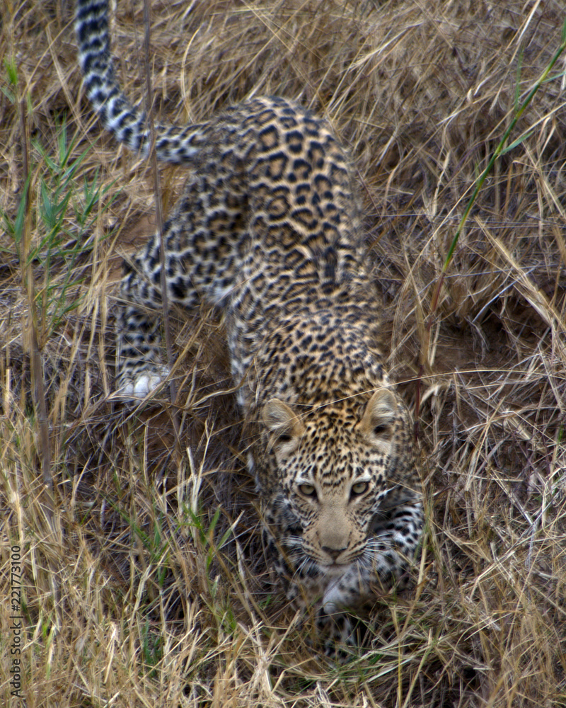 Leopard Stalking
