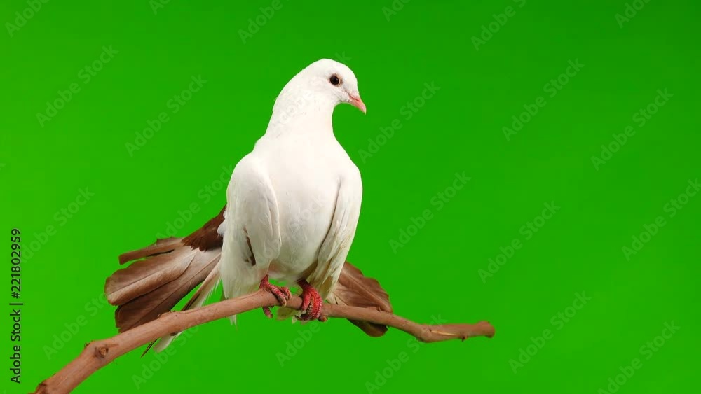 male white dove peacock isolated on a green screen as symbol of peace ...