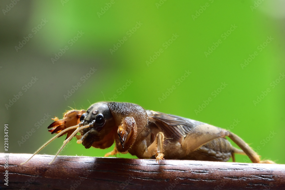 Zdjęcie Stock: Mole crickets,Flying insects in Thailand. Live in the ...