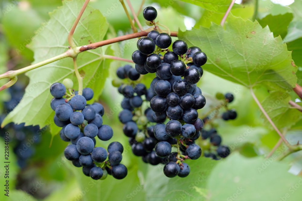 Weintrauben Stock Photo | Adobe Stock