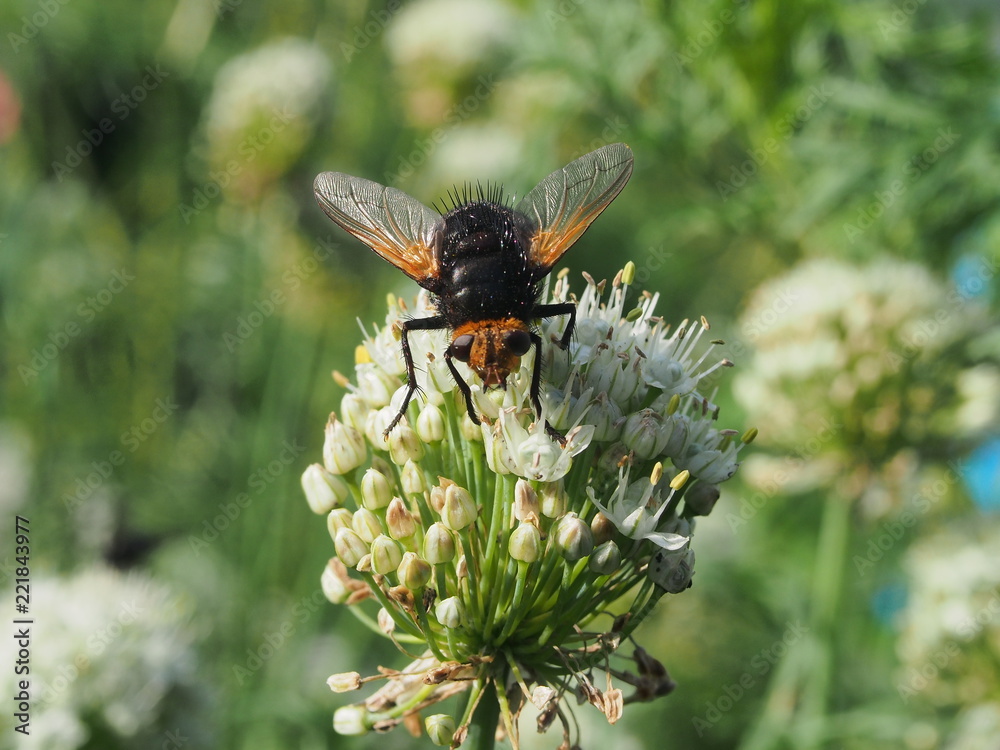 A large black fly sits on a white flower. Stock Photo | Adobe Stock