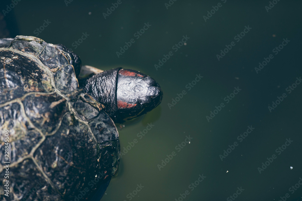 Northern map turtle in water. Top view. Stock Photo | Adobe Stock