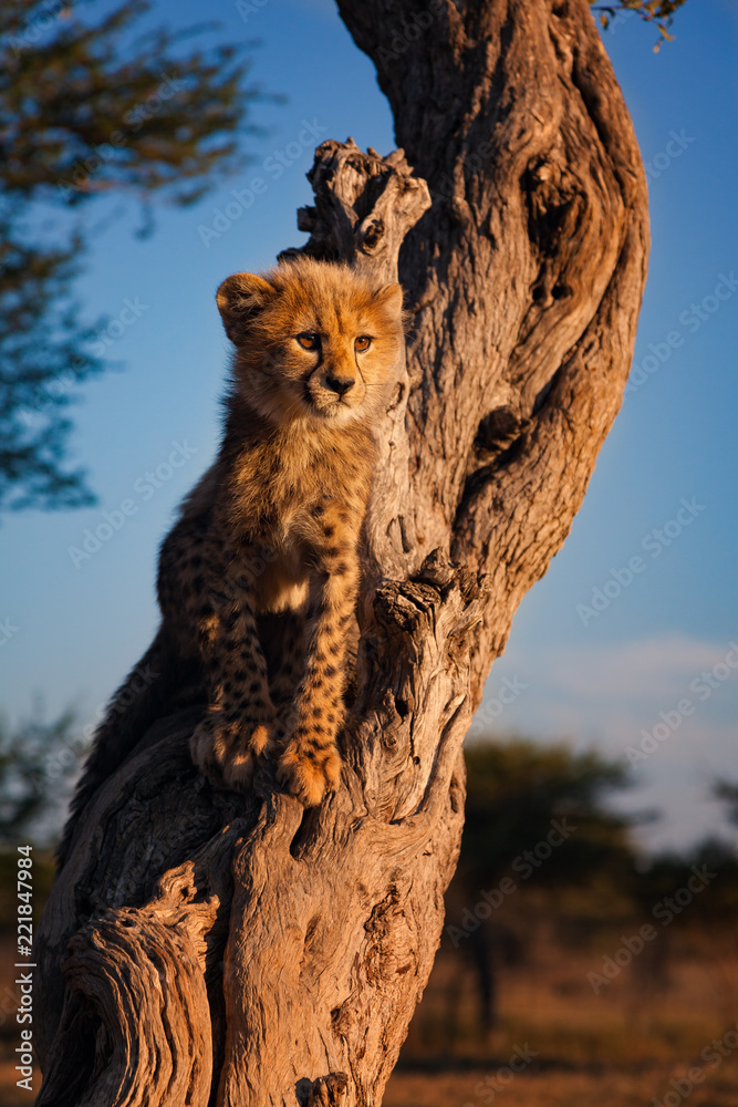 Cheetah In A Tree