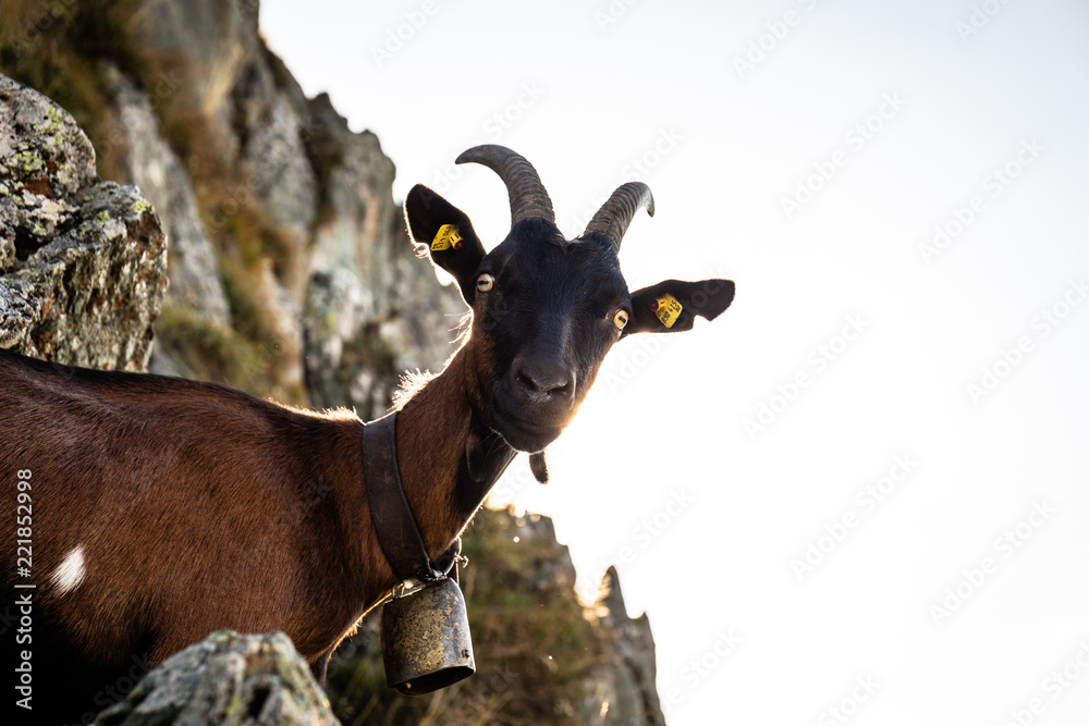 Ziege mit Glocke am Berg Stock Photo | Adobe Stock