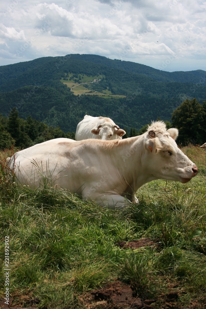 Vaches dans le massif du Grand-Ballon (Vosges, Alsace, Haut-Rhin) Stock ...