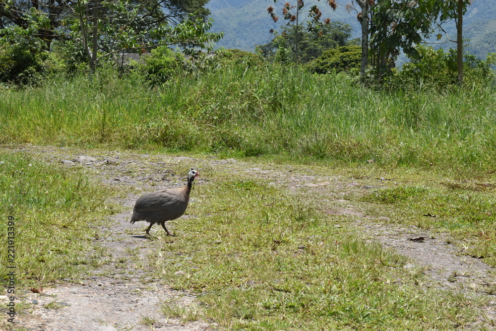 ave animal gallineta ganso corral paisaje naturaleza arboles verde ...