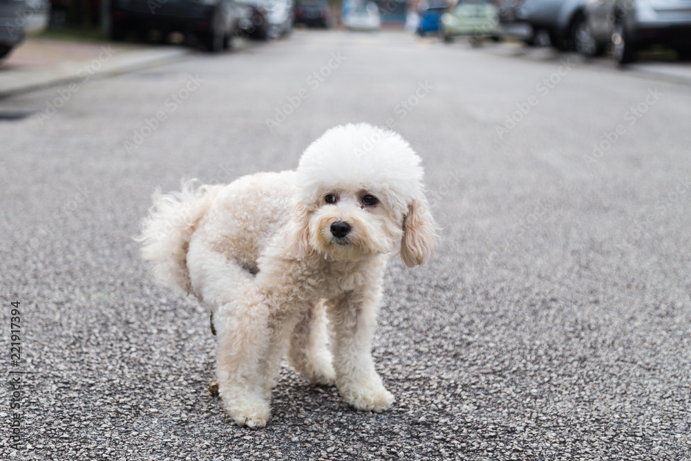 Poodle dog pooping defecate on center of street Stock Photo | Adobe Stock
