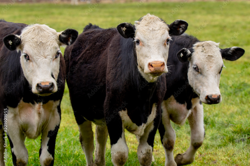 Three black and white steers in a grassy field in New Zealand Stock ...
