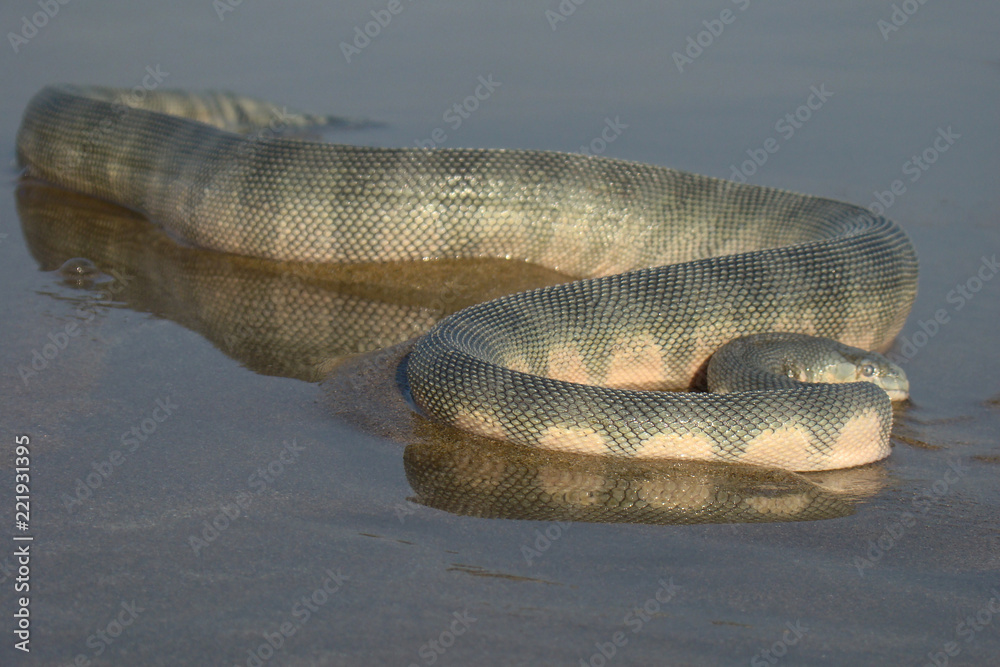 snake in the water. a poisonous sea snake in the water on the Arambol ...