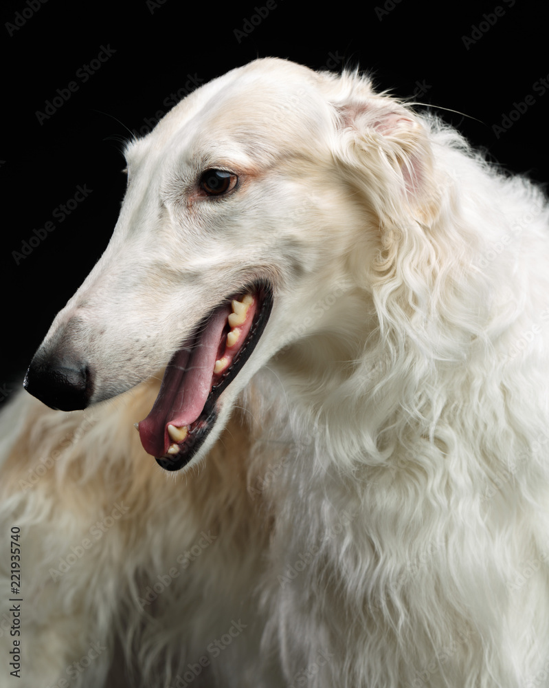 Russian borzoi, Russian hound greyhound Dog Isolated on Black ...