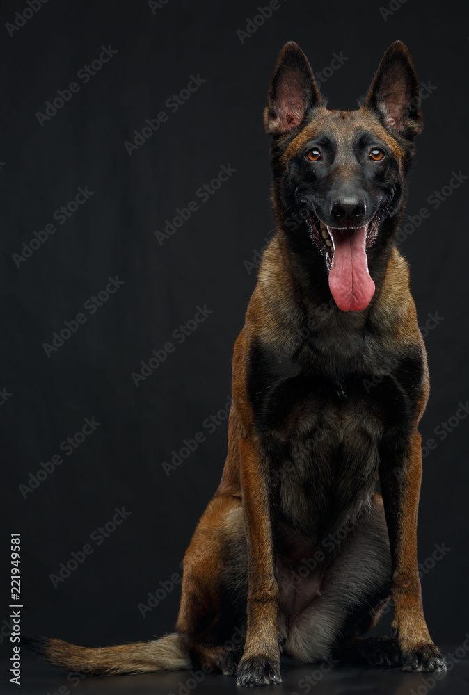 Belgian Shepherd Dog Malinois Black