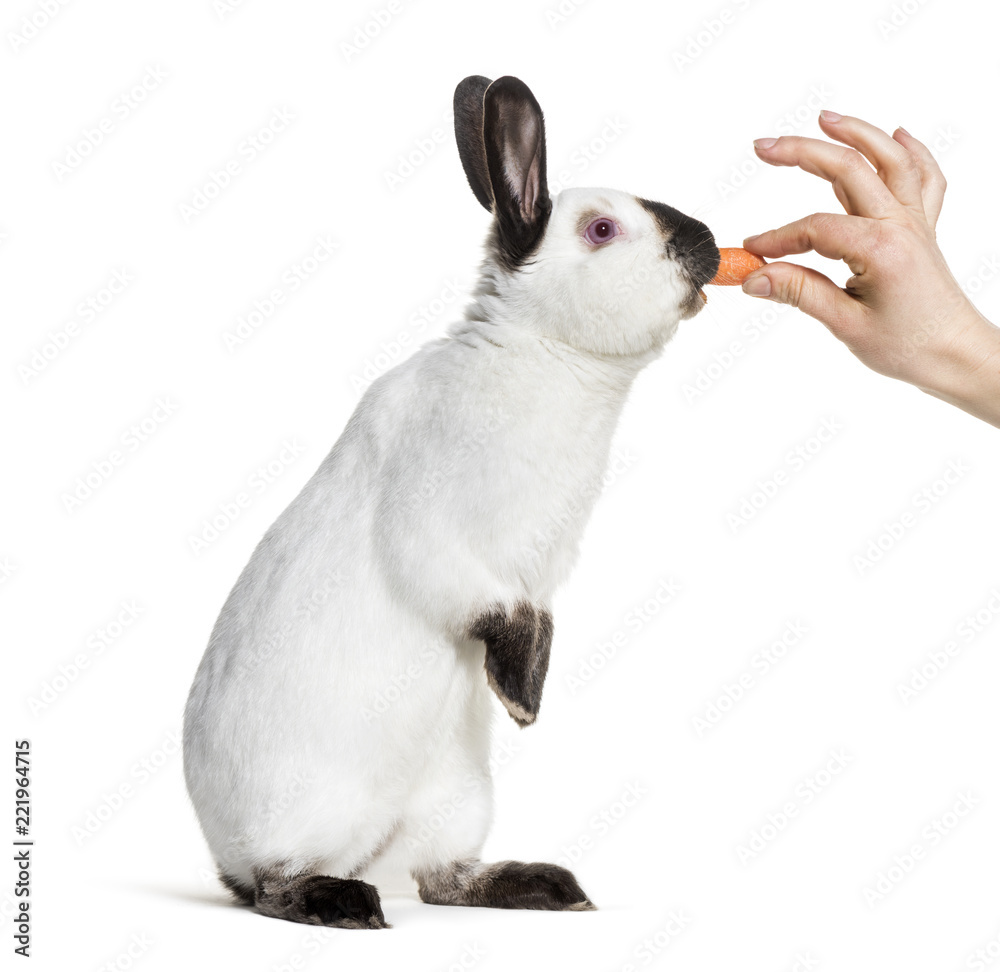 Russian rabbit standing against white background Stock Photo | Adobe Stock