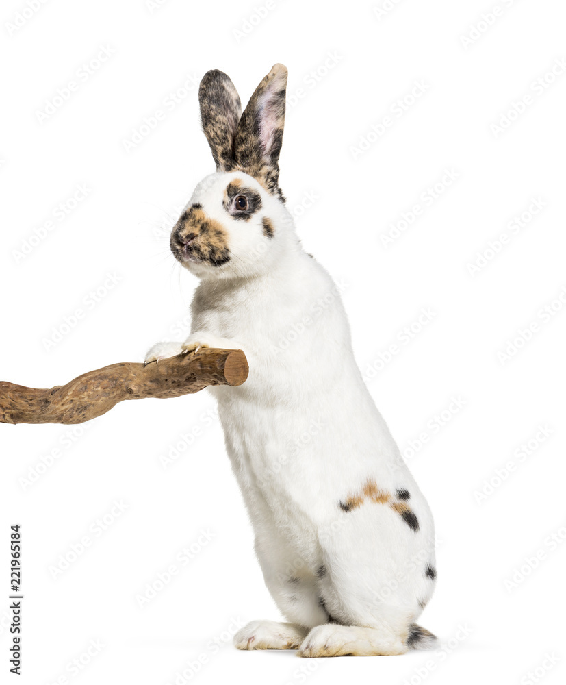 Checkered Giant rabbit standing against white background Stock Photo ...